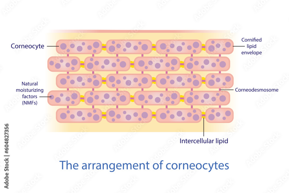 The arrangement of corneocyte, skin cells vector on white background ...