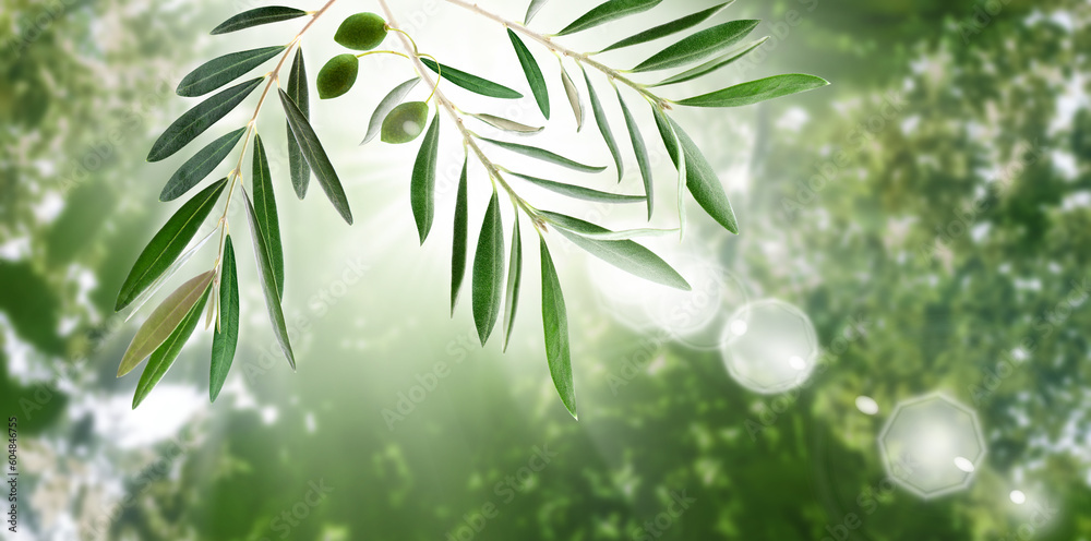 Nature background. With the natural beauty of green olive leaves and a ...