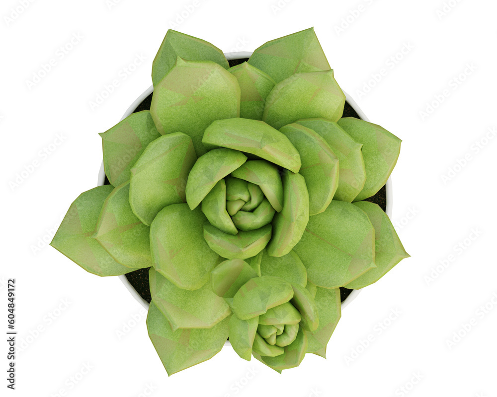 Green succulent on top view isolated on transparent background, flat ...