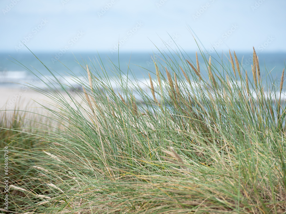 Dünen mit Strandgras am unberührten Strand der Ostsee auf der Halbinsel ...