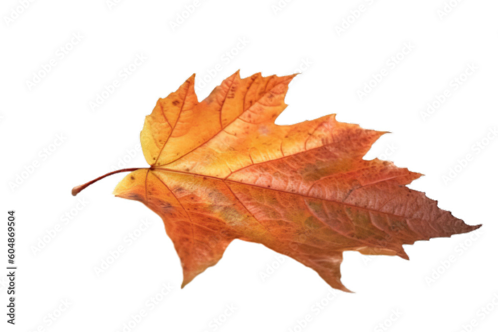 Fall Symphony: Isolated Autumn Leaf on Transparent Background, autumn ...