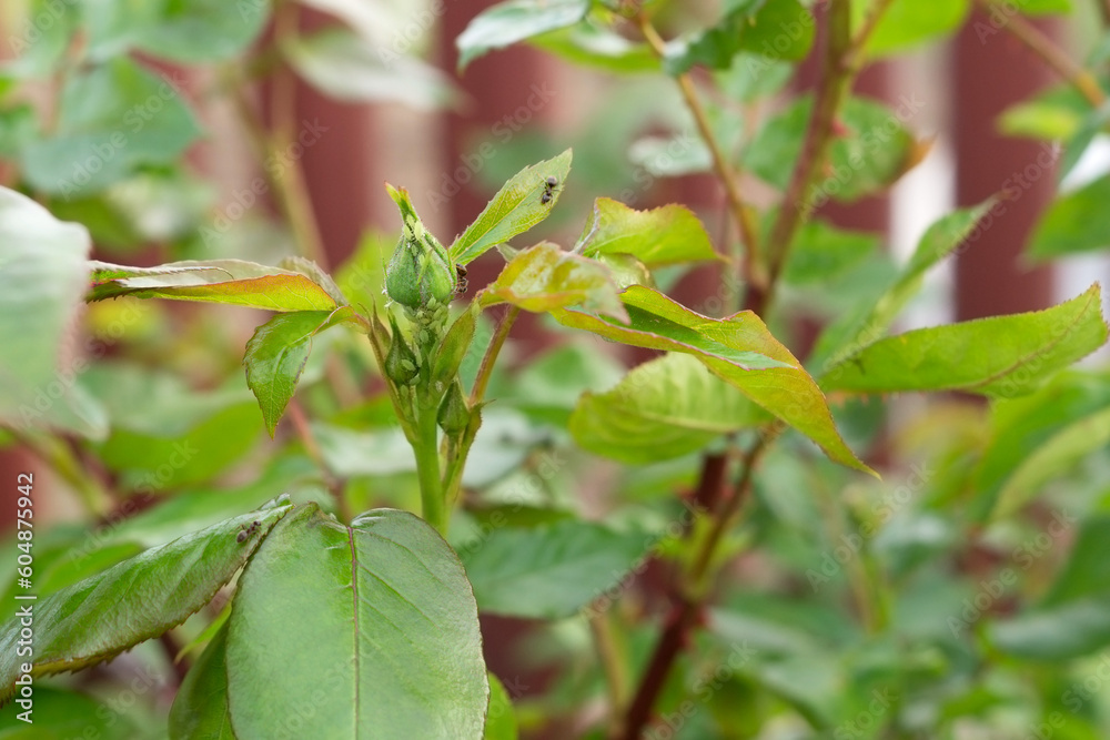 Aphids and ants on young unblown rose buds. Diseases of roses ...