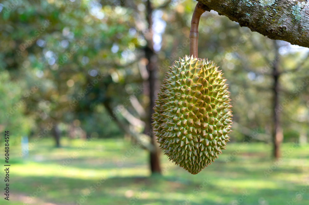 Close up durian fruit on trees.The durian is the fruit of several tree ...