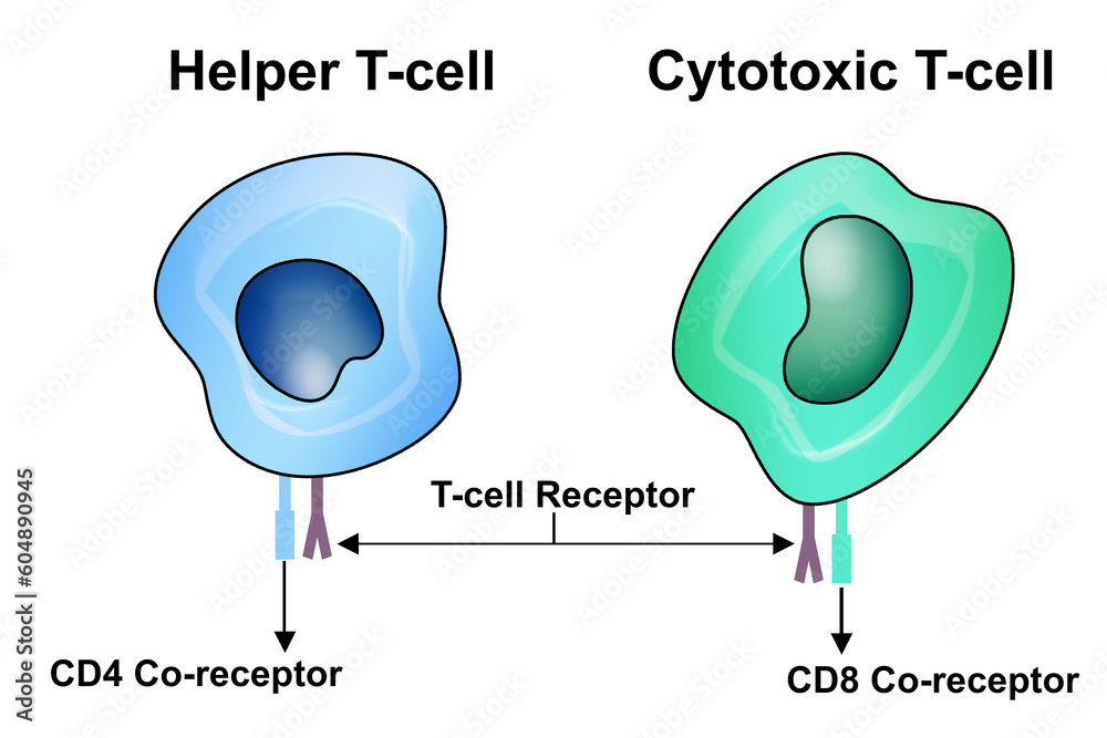 T Cell, helper T cell and cytotoxic T cel Stock Illustration | Adobe Stock