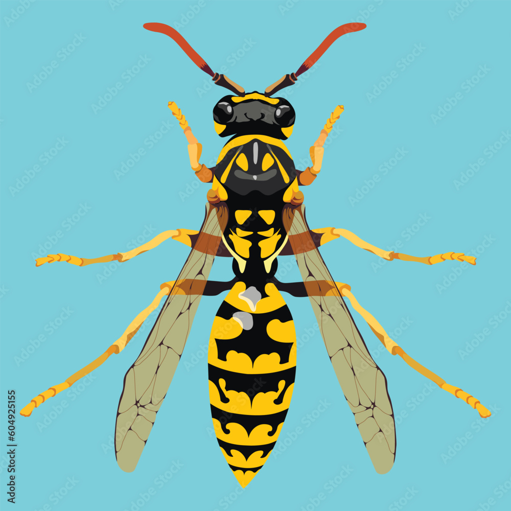 realistic vector image of a wasp on a blue background. detailed drawing ...