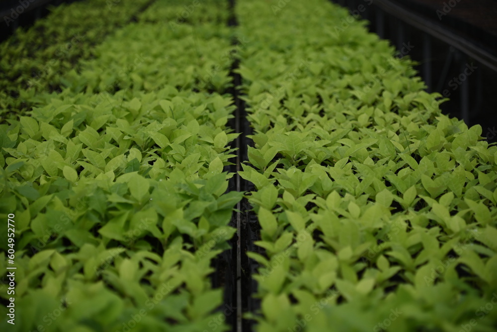 Plant in a garden, seedlings of Magnolia Blumei or Manglietia glauca is ...