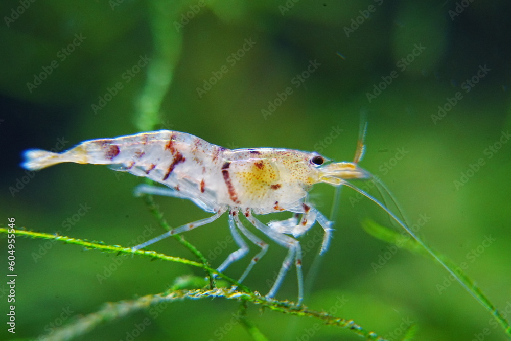 La Super Tiger Shrimp (scientifiquement nommée Caridina cf. cantonensis ...