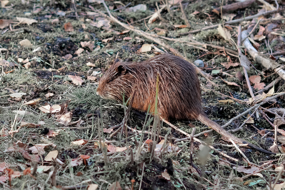 Nutria (myocastor coypus), also called beaver rat, swamp beaver, tail ...
