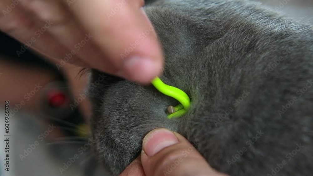 Removing a tick from cat skin. Veterinarian doctor uses anti-flea tools ...