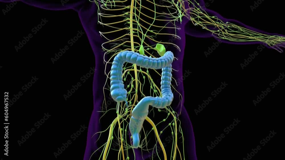 3D animation Human Digestive System Anatomy (Large Intestine) Stock ...