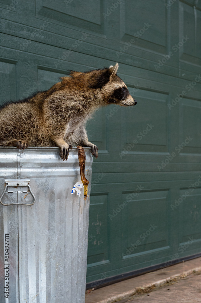 Raccoon (Procyon lotor) Leans Out of Garbage Can to Right in Front of ...