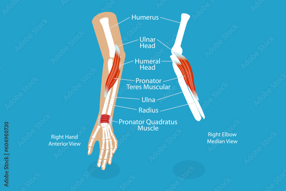 3D Isometric Flat Vector Conceptual Illustration of Pronator Teres ...