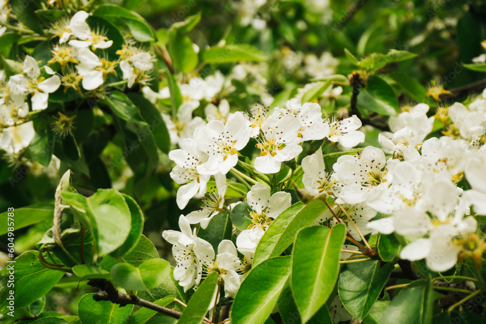 Small white flowers. Cherry blossom tree in Japan Sakura tree. White ...