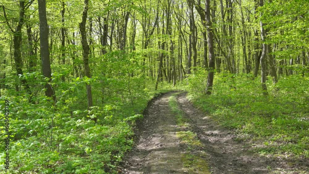Sunny forest ground road in the Alps. Hiking trail walking path in wild ...