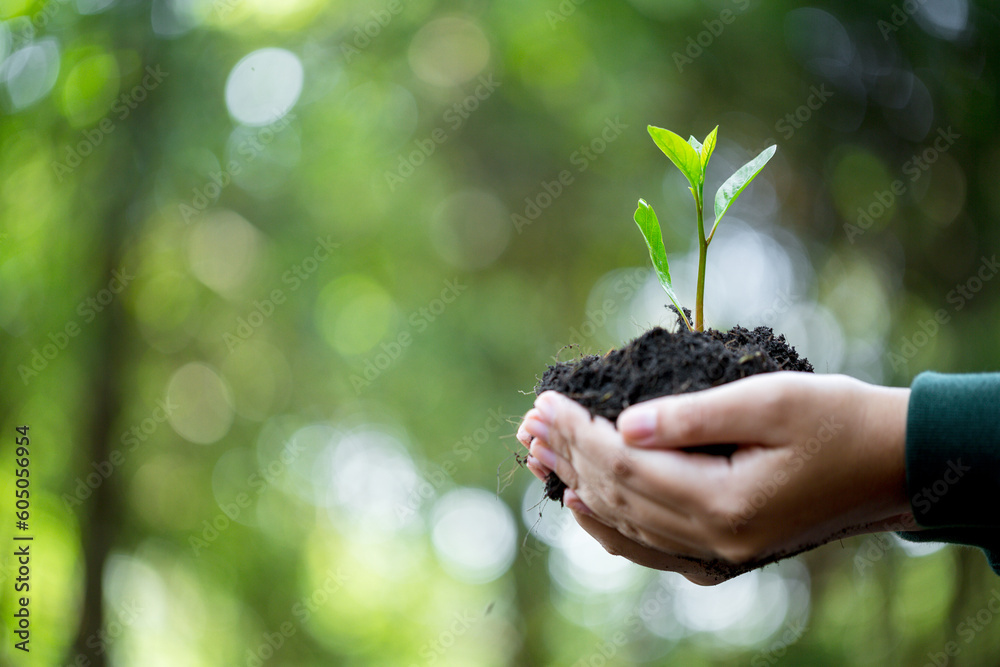 Idea of planting trees on world environment day. Earth Day In hands of ...