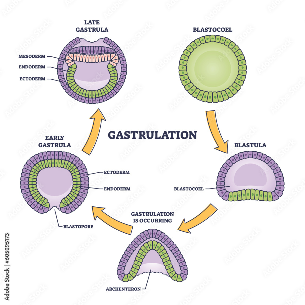 Gastrulation stages as early embryo development process outline diagram ...