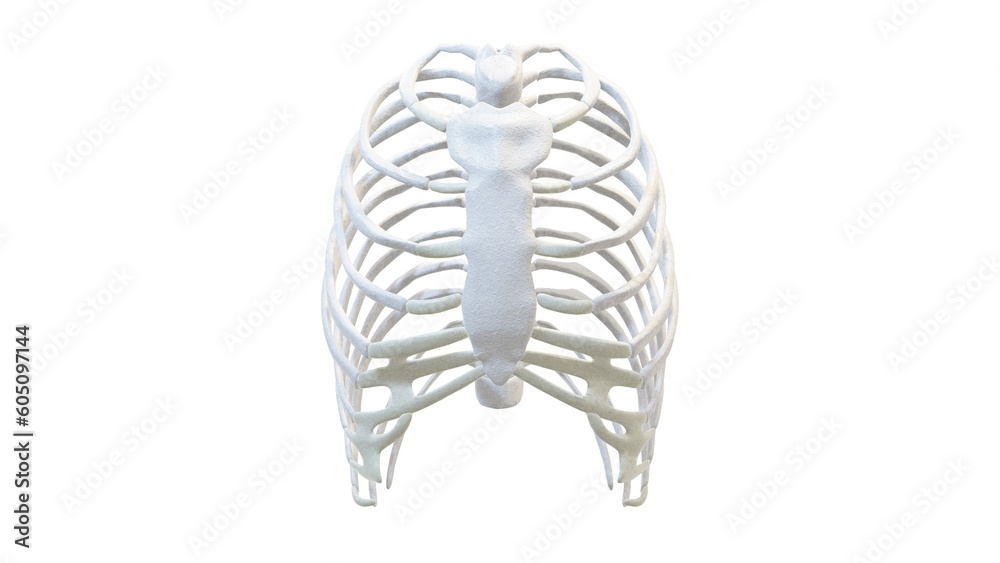 3D Image Illustration Render of Human Skeleton Anatomy from Various ...