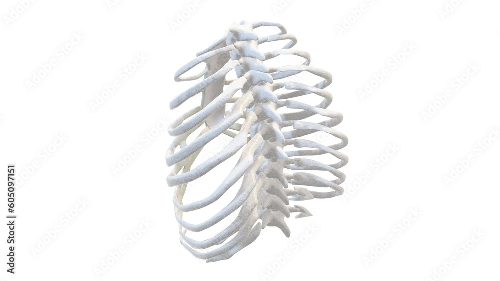 3D Image Illustration Render of Human Skeleton Anatomy from Various ...
