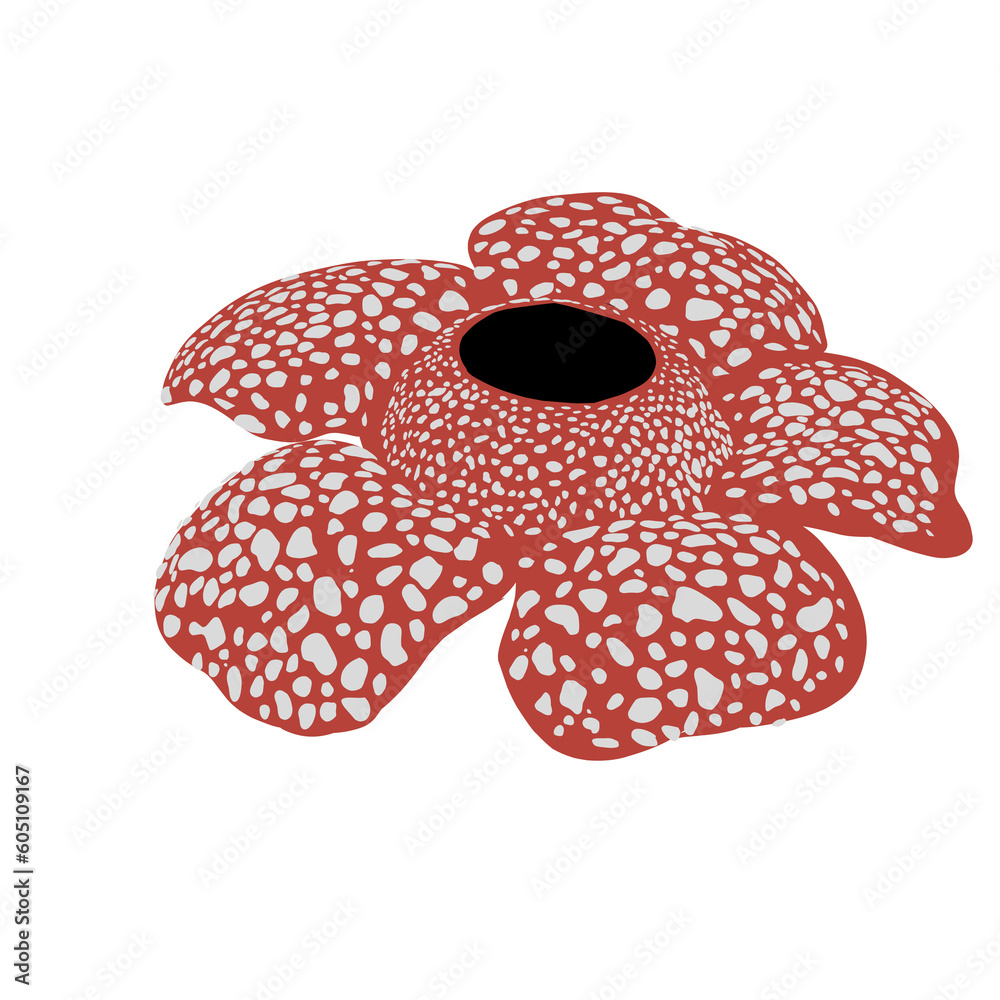 Rafflesia Arnoldi flower, from Bengkulu, Sumatera Island, Indonesia ...