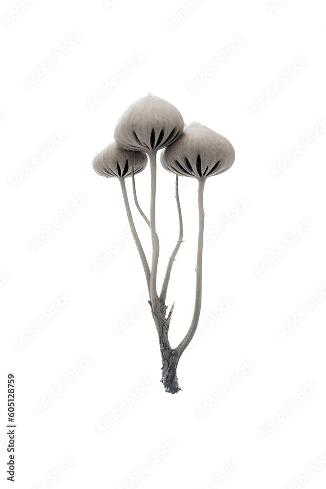 a Psilocybin (Magic Mushrooms), psychedelic-themed, mental and physical ...