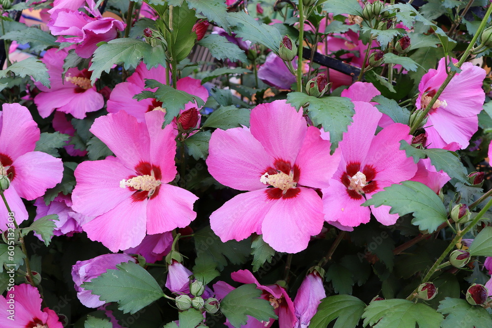 Pink Hibiscus Syriacus Flower Common Names As Rose Of Sharon Syrian