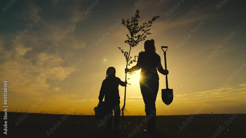 fresh tree seedling sunset, young roots, soil ground, plant garden ...