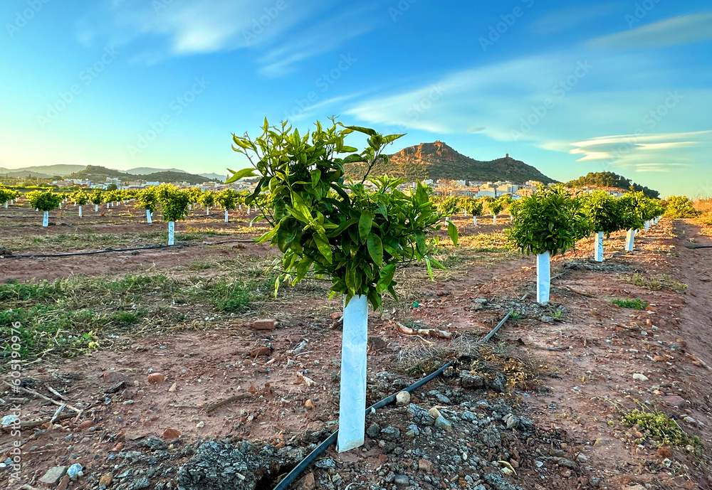 Planting a tree. Mandarin tree at farm field. Orange mandarin tree ...