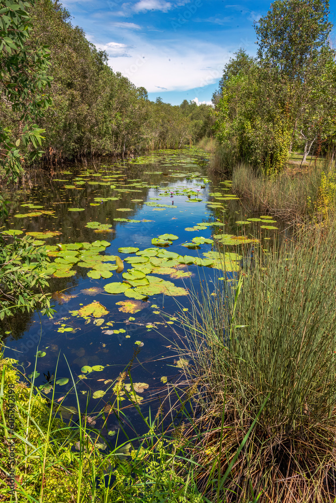 Marshland at Rayong Botanical Garden with lotus flowers, shrubs, and ...