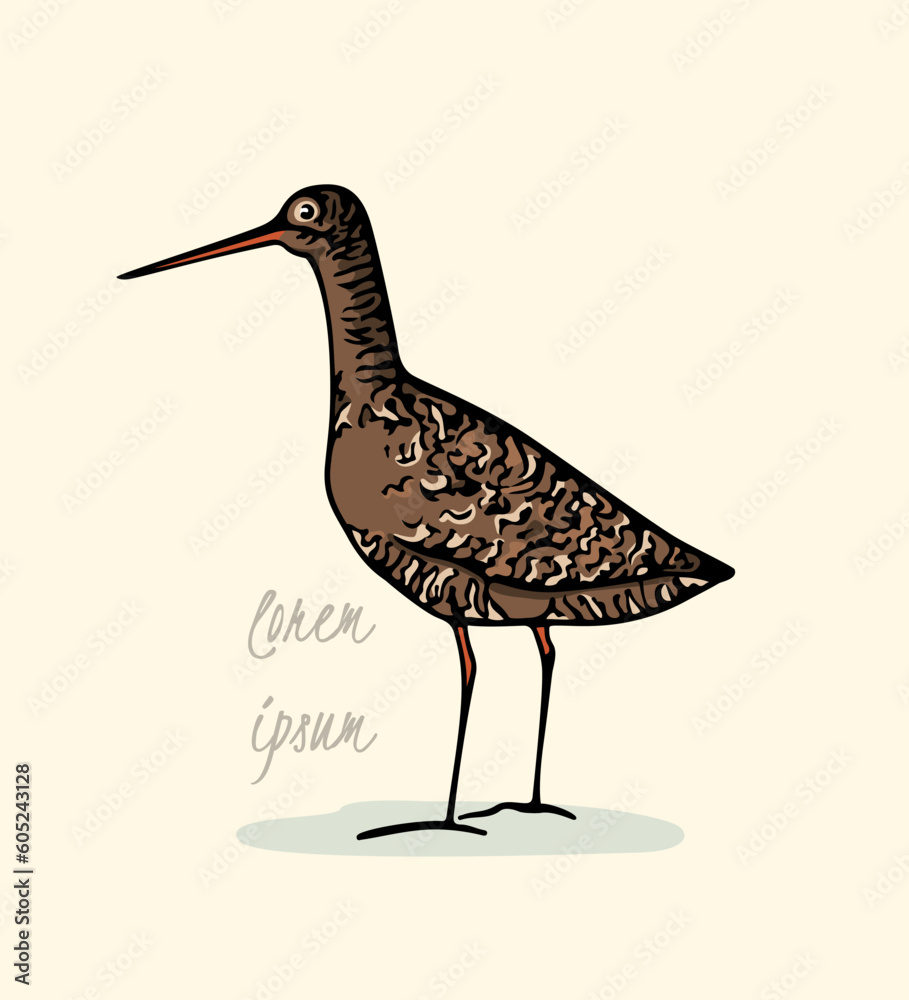 Vector card with hand drawn sweet Spotted redshank. Ink drawing ...