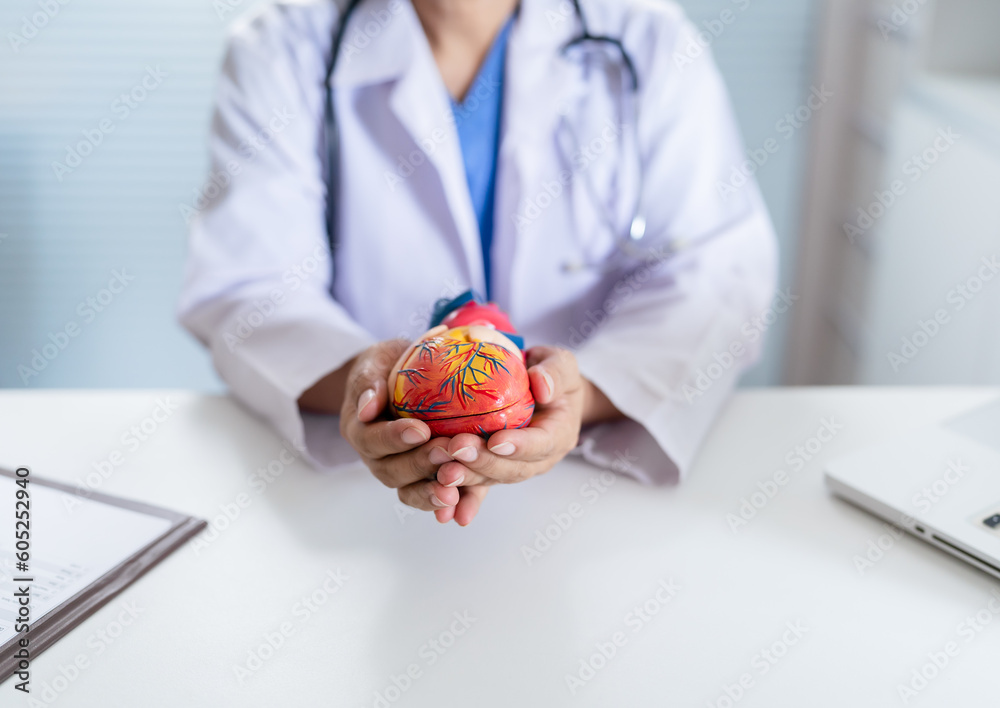 Doctor with anatomical model of human heart Cardiologist supports the ...