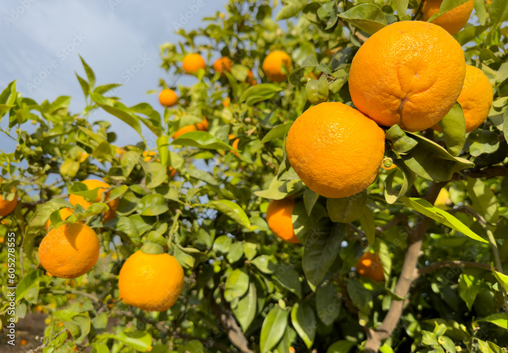 Orange Groves and mandarin tree. Orange fruit farm field. Sweet Orange ...