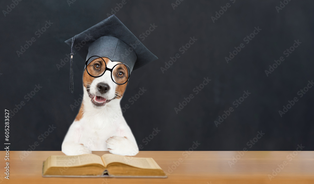 Smart jack russell terrier puppy graduation hat sits with open book at ...