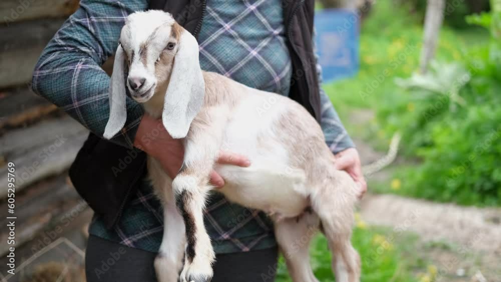 The Anglo-Nubian is a British breed of domestic goat. Little Nubian Long-eared baby goat Kid is ...