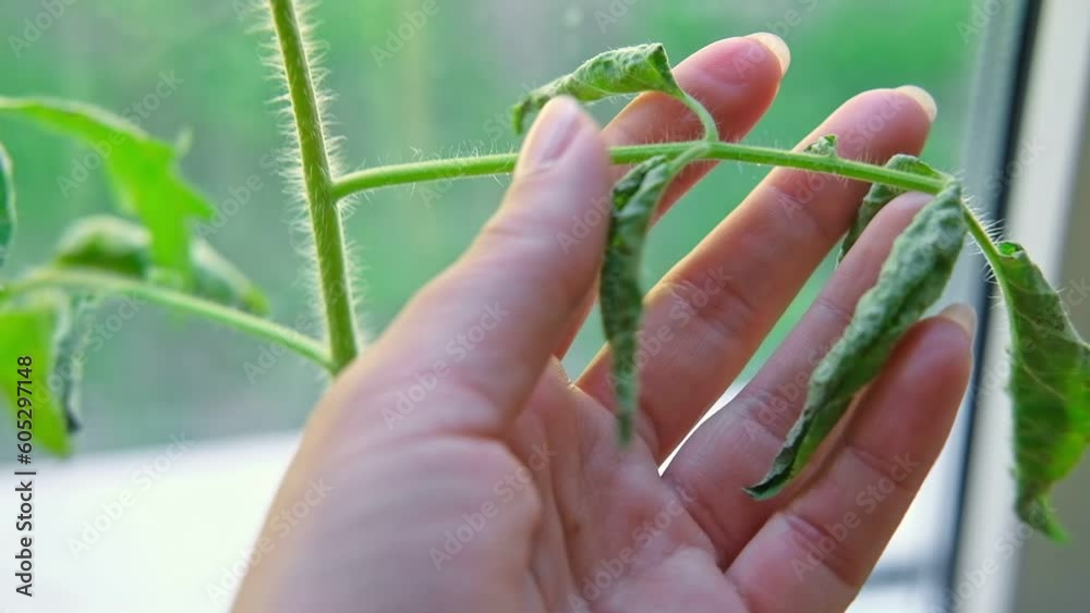 Vidéo Stock Leaf spot symptom. Dark spots and yellow surrounding region ...