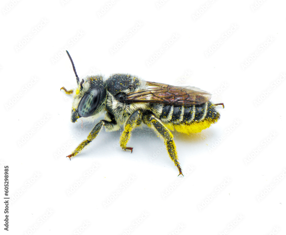 Flat tailed Leaf cutter Bee - Megachile mendica - also called ...