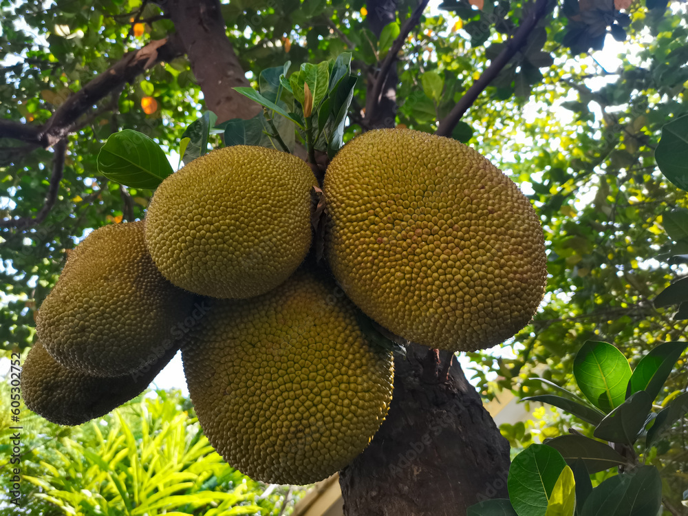 Jackfruit fruit still attached to the tree, in a jackfruit plantation ...