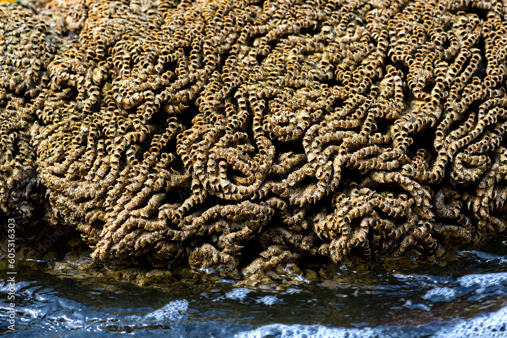 Sandcastle worm, honeycomb or tube worm (Phragmatopoma californica) is ...
