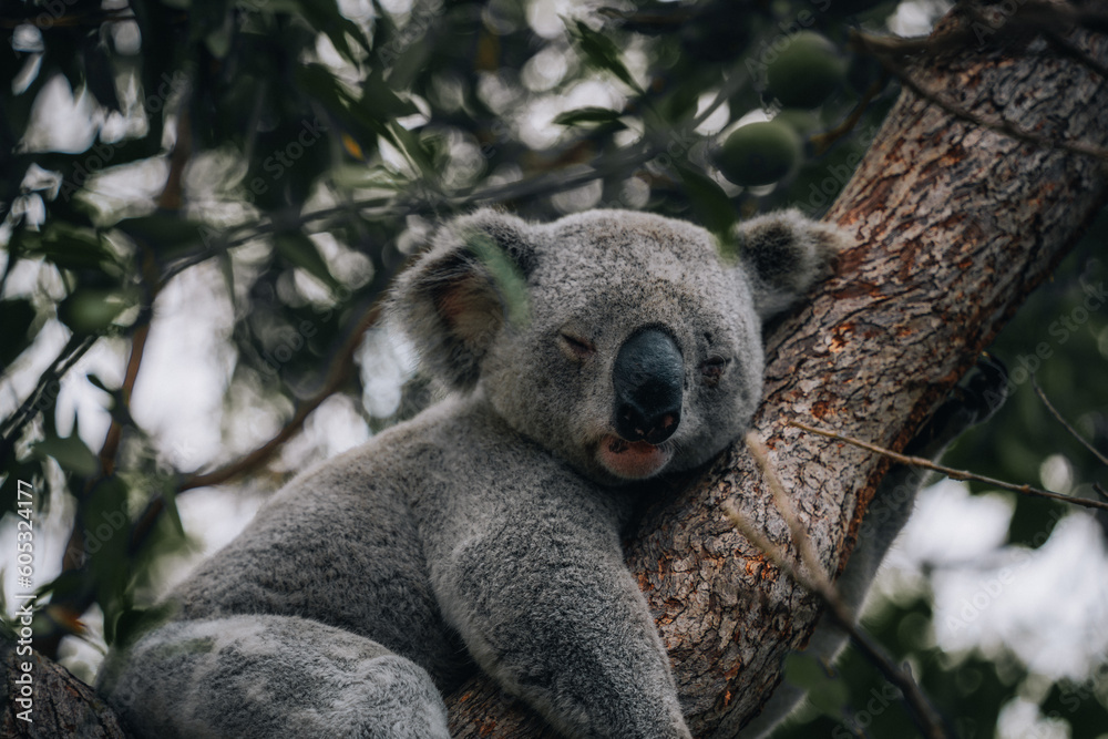 Smiling Koala