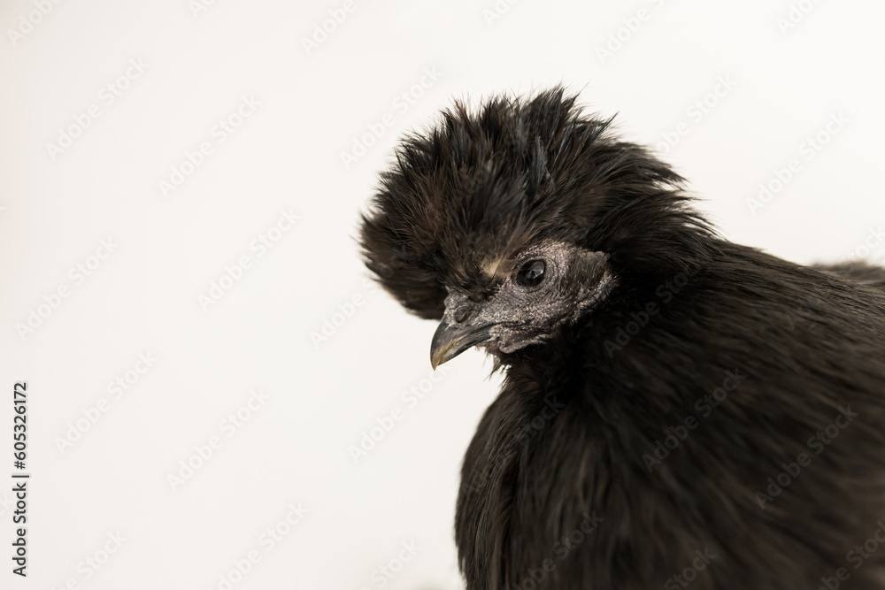 Black Fluffy Chicken