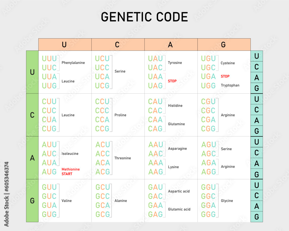 Genetic code table. From RNA codons to Amino Acid. Vector illustration ...