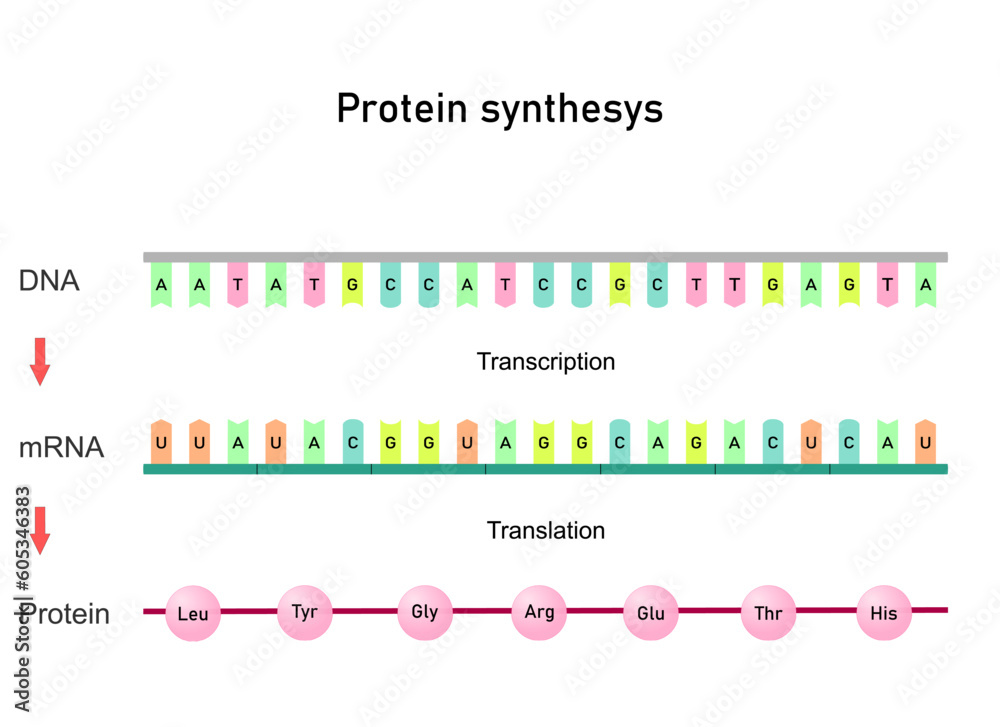 Protein synthesis. Transcription and translation. DNA, mRNA, amino acid ...