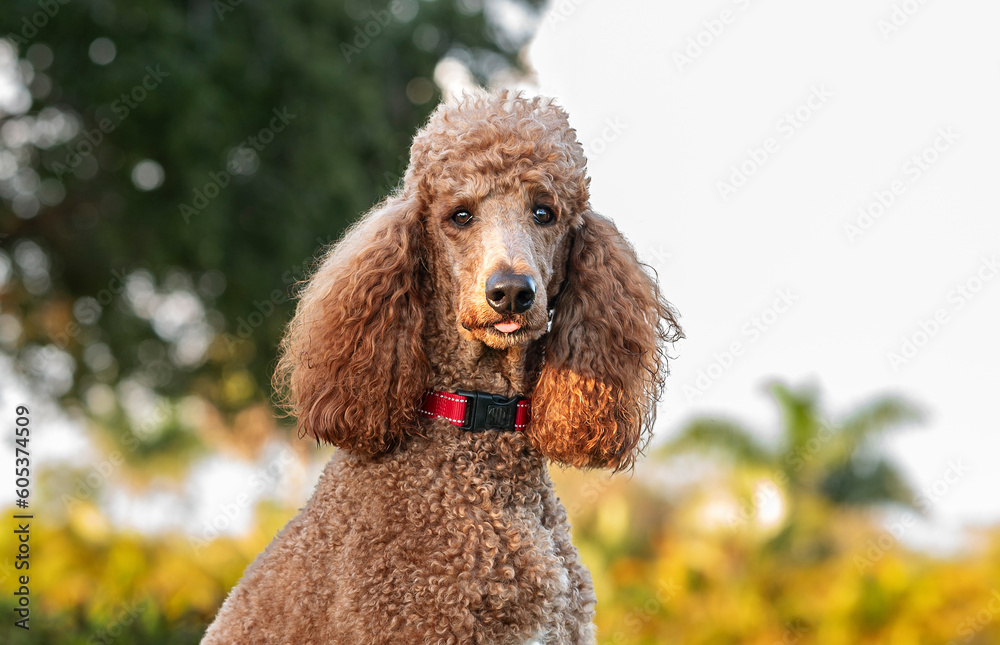 Red Royal Standard Poodles
