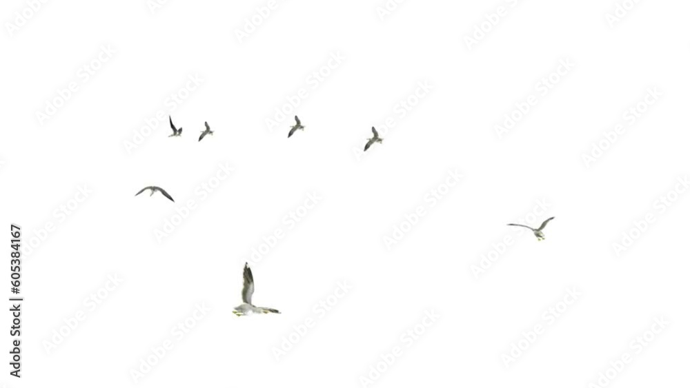 birds flying effect background and 2d animation Stock Video | Adobe Stock