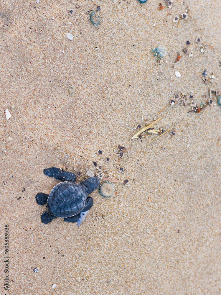 Dead hatchling of olive ridley sea turtle on sea beach sand washed ...