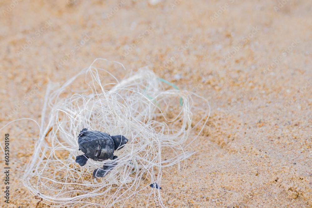 Dead baby turtle entangled in fishing nets on sea beach. this is a ...