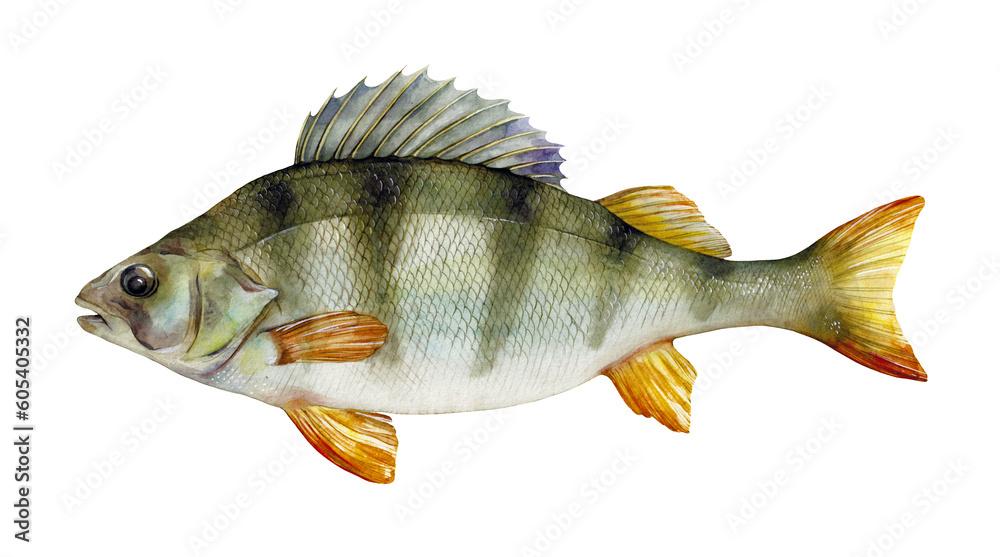 Watercolor European perch, redfin perch or common perch (Perca ...