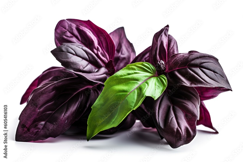 Green basil leaves with Clipping paths, full depth of field. Fresh red ...