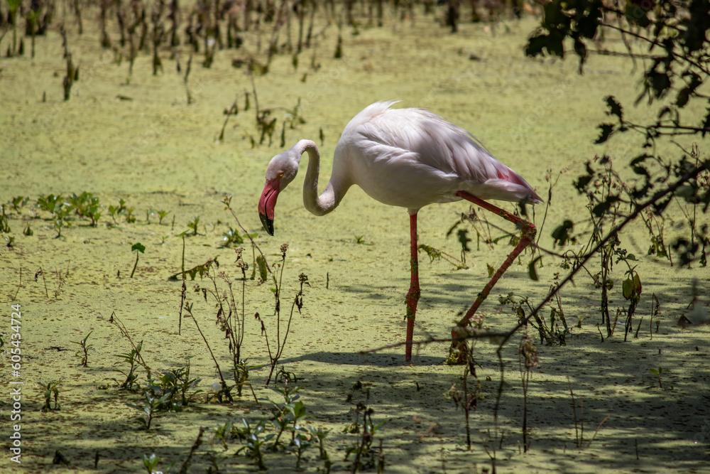The greater flamingo (Phoenicopterus roseus) is the most widespread and ...
