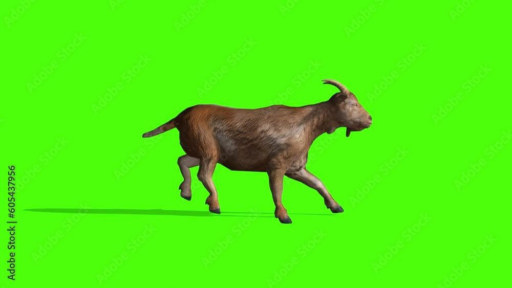 3d young goat fast running or jumping on the chroma key side view, 4k ...
