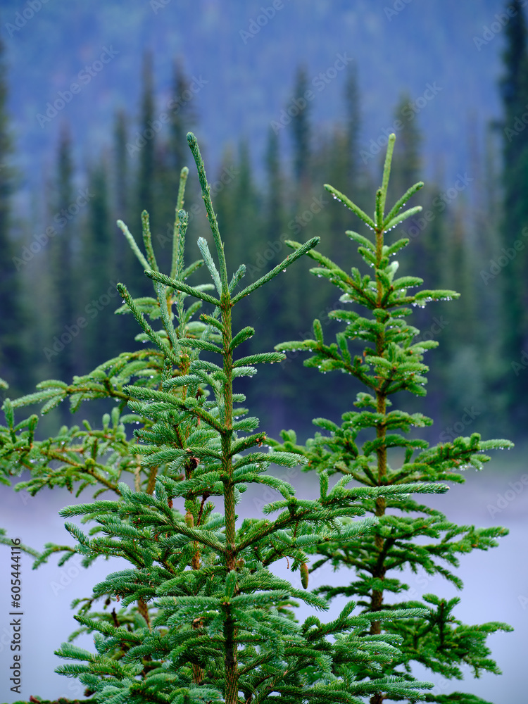 Vertical image of rain soaked pine tree limbs on a river bank Stock ...